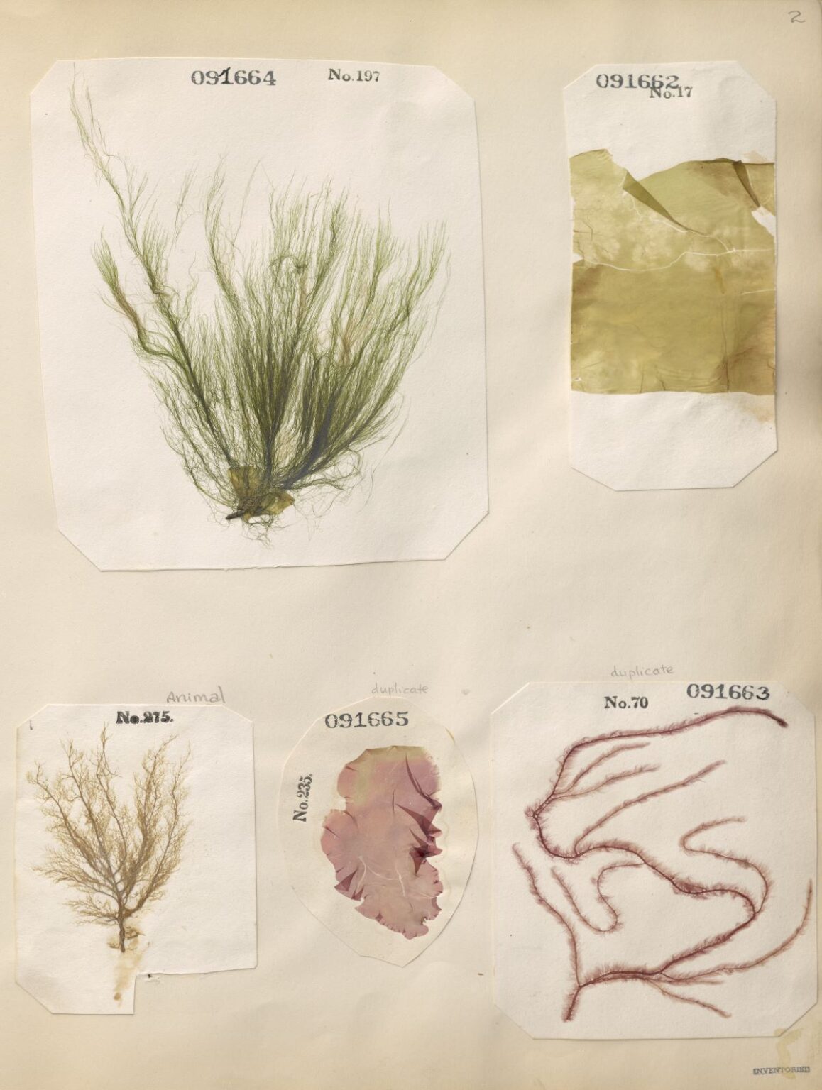 Books That Illustrate Nature with Nature Itself - The Magazine Antiques