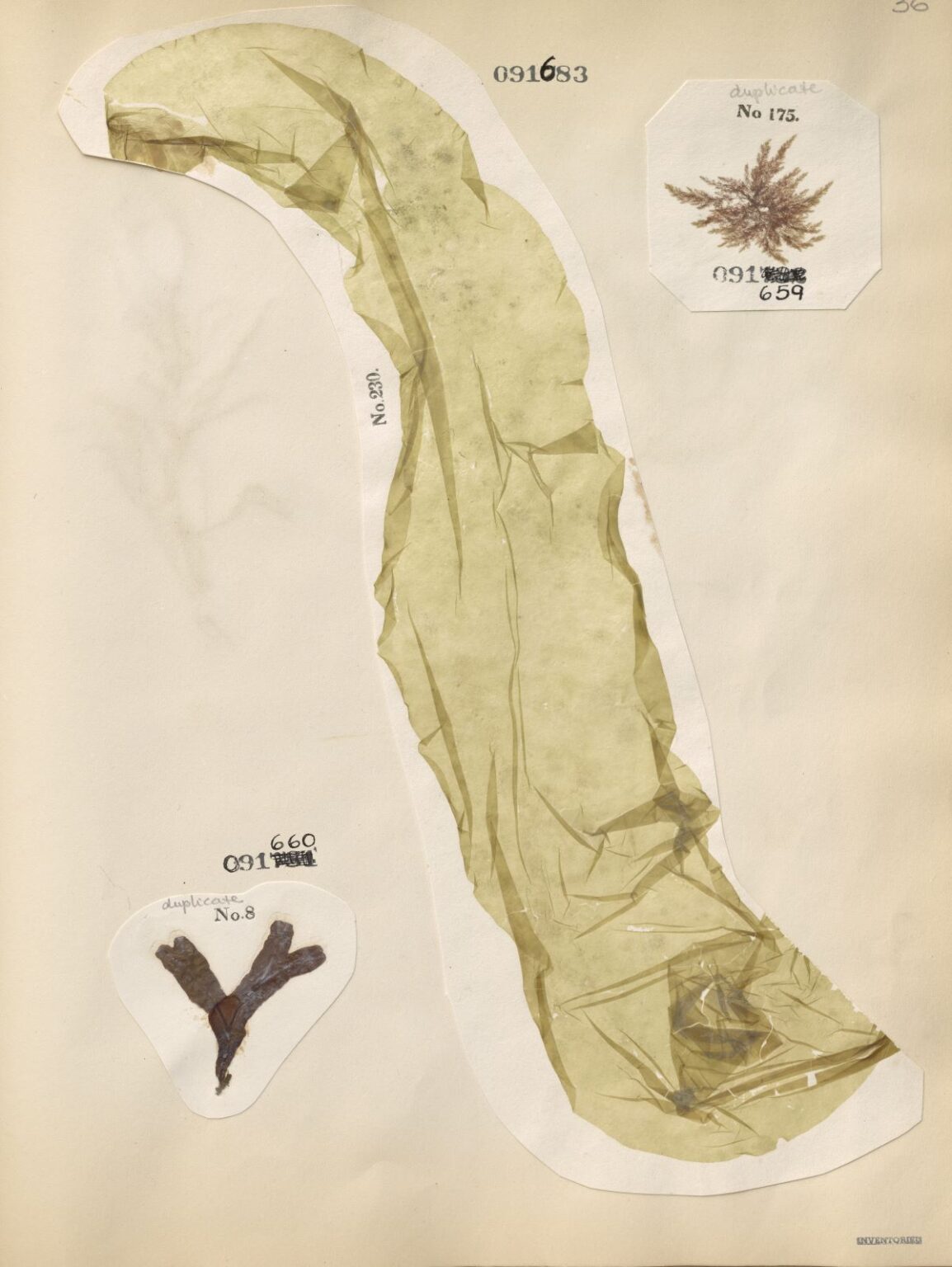 Books That Illustrate Nature with Nature Itself - The Magazine Antiques