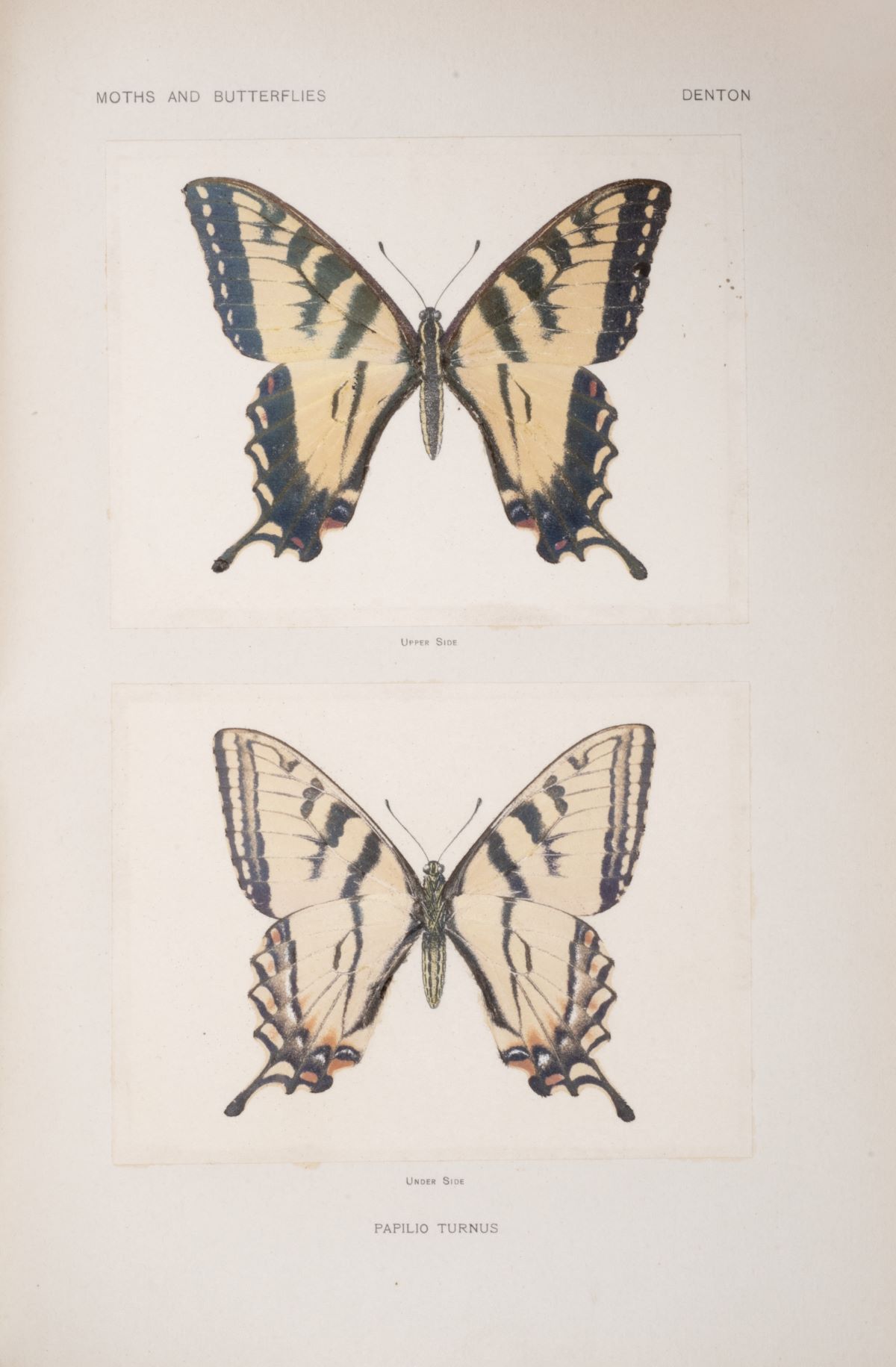 Fig 1 b Denton butterflies - The Magazine Antiques
