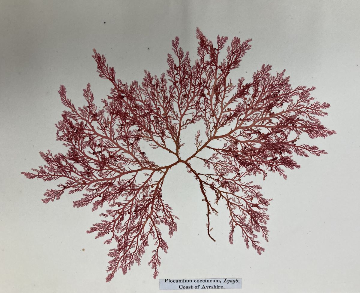 Books That Illustrate Nature with Nature Itself - The Magazine Antiques